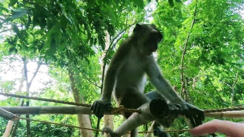 Oslob: Whaleshark Watching, Sumilon Island & Monkey Viewing - What’s Included and What to Consider