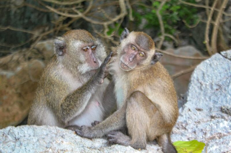 Phi Phi & Bamboo Islands: Premium Day Trip w/ Seaview Lunch - Frequently Asked Questions