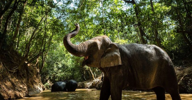 Phnom Kulen Park: Tour with Elephant Forest from Siem Reap - Practical Tips for a Smooth Trip