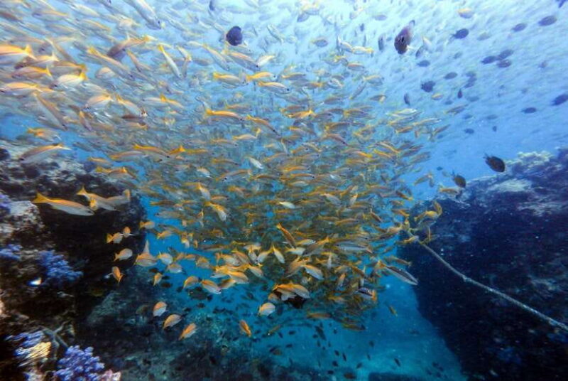 Phuket: Discover Scuba Diving to Racha Yai Island - The Guides: Knowledgeable, Friendly, and Supportive