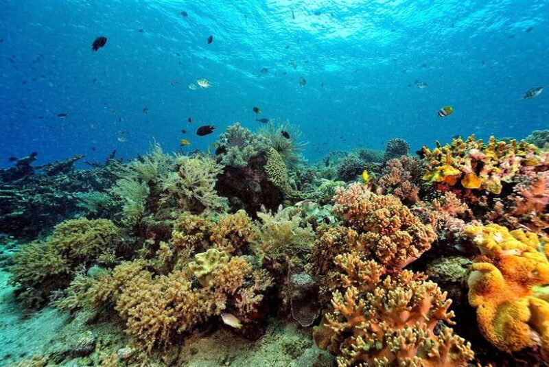 Phuket: Similan Island Day Trip by Speed Boat Catamaran - Authentic Feedback from Travelers