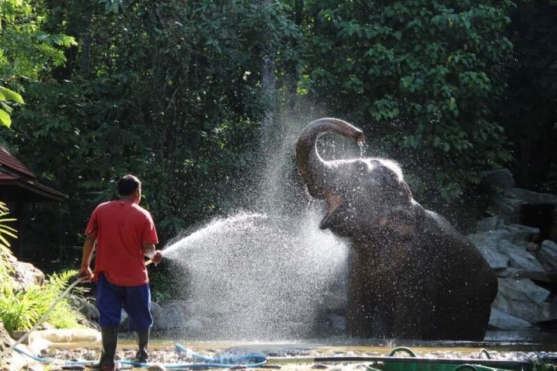Phuket: Unique Dawn Ethical Elephant Sanctuary Experience - Weather and Timing