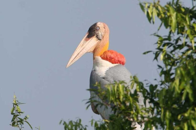 Prek Toal Bird Sanctuary and Great Lake Tour in Cambodia - Frequently Asked Questions