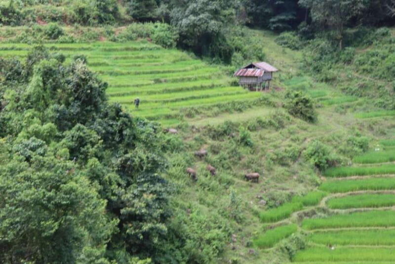 Private Day Trip Doi Inthanon, Trekking, Elephant Sanctuary - Practical Details and Overall Value