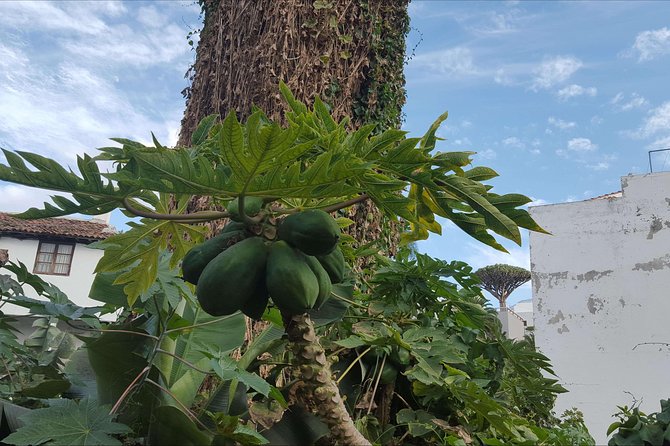 Private Shore Excursion in Tenerife from your Cruise Ship - Logistics and Practicalities