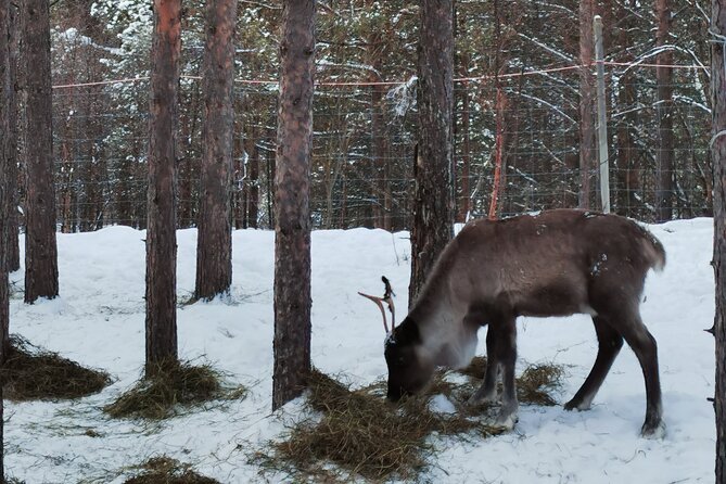 REINDEER FEEDING - Join us for a unique moment with our reindeer - Authentic Encounters and Genuine Stories