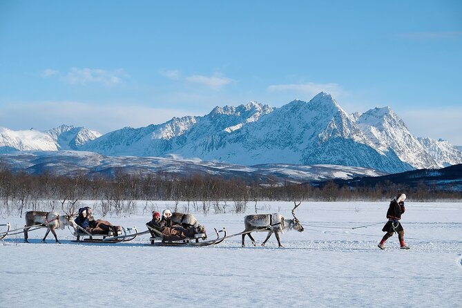 Reindeer Sledding and Feeding with Sami Culture in Tromso. - The Sum Up