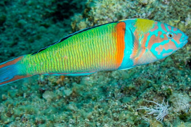 Research diving with a Marine Biologist in Crete - Final Thoughts