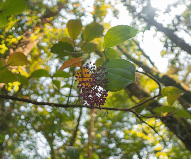 Sabah: Kota Kinabalu Park and Hot Spring Day Trip - Practical Details and Value