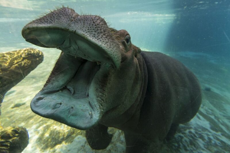 San Diego Zoo and Safari Park: 2-Day Entry Ticket - FAQ