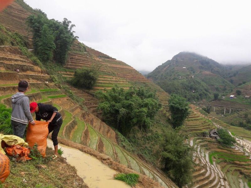 Sapa beautiful rice field, village - Easy walking kid,senior - Visiting Giang Cha and Ta Phin Villages