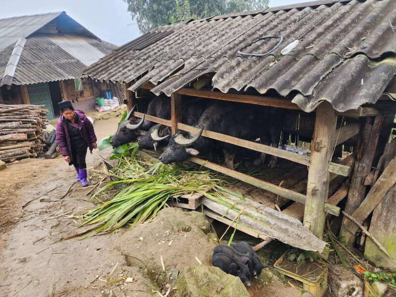Sapa: Discover the Secrets of Red Dao herbal bath - How the Experience Measures Up