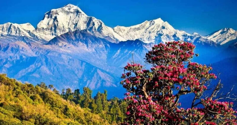 Scenic Adventure: Group Joining 2-Day Poon Hill Trek Tour - Final Thoughts: Who Is This Tour Best For?