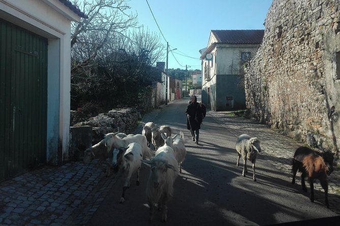 Schist Villages of Lousã, full-day from Coimbra - A Drive through Scenic Countryside and a Taste of History