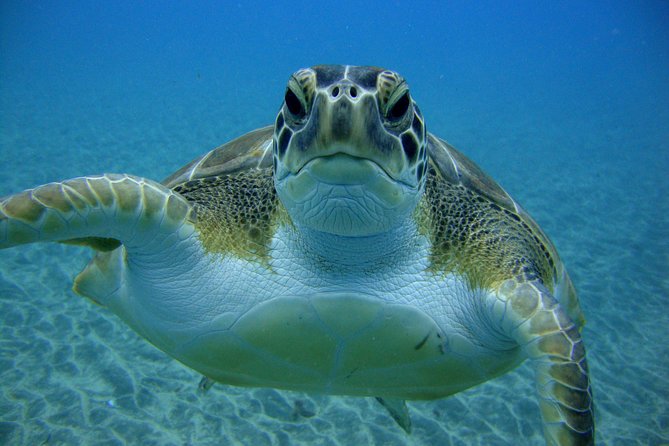 Scuba Dive excursion for Beginners in a Turtle Area - The Practical Side: Logistics, Price, and What to Expect
