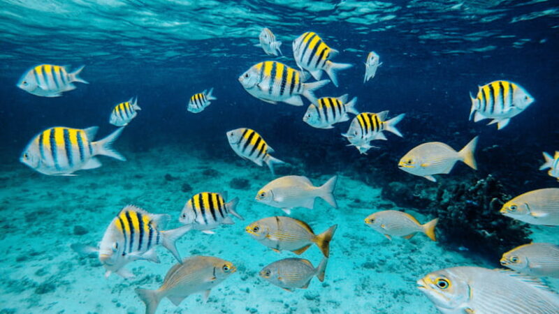 Semporna : Snorkelling & Island Hopping at Mabul + Kapalai - Final Thoughts