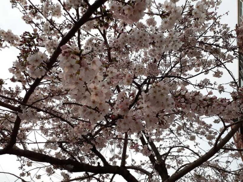 Seoul: Donghaksa Cherry Blossom and Jeonju Hanok Day Tour - FAQ