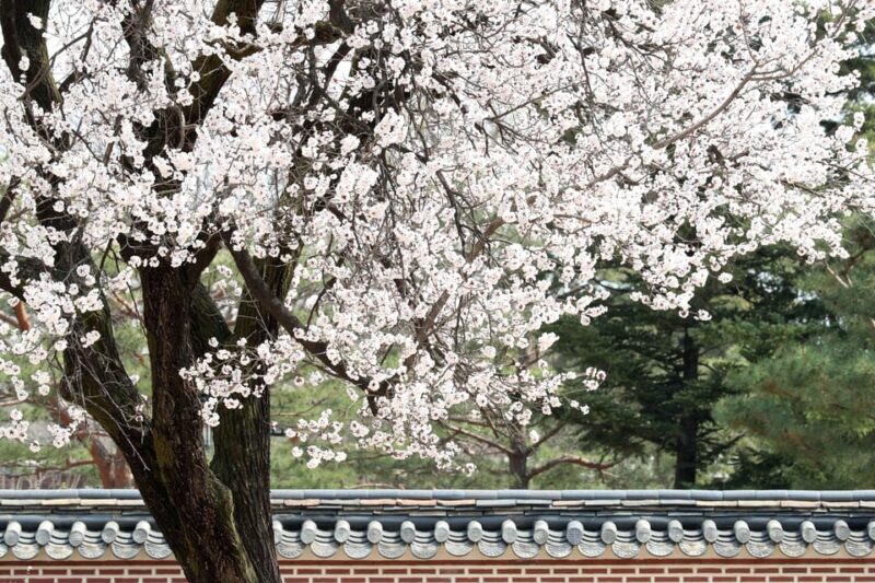 Seoul: Gyeongbokgung Palace Tour & Lunch at Authentic Market - Why This Tour Offers Good Value