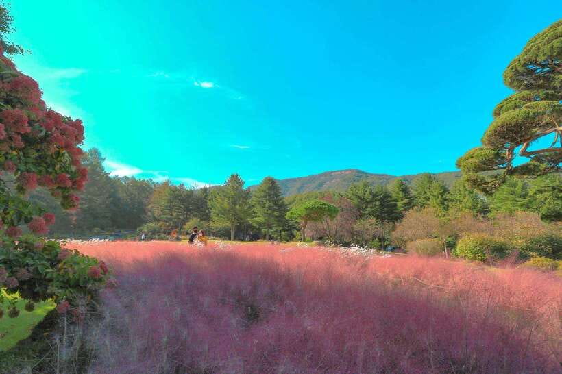 Seoul: Nami, Petite France, Morning Garden (+Healing Park) - Frequently Asked Questions