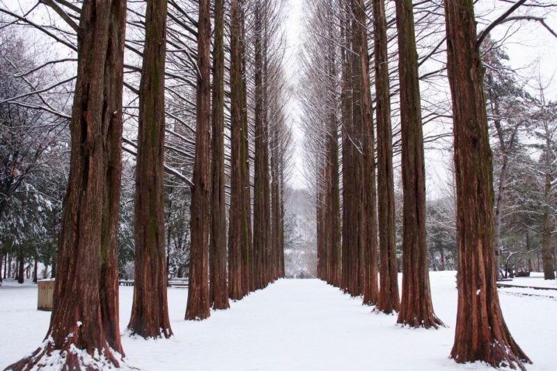 Seoul: Private Customizable Tour to Nami Island and More - Who Is This Tour Best For?