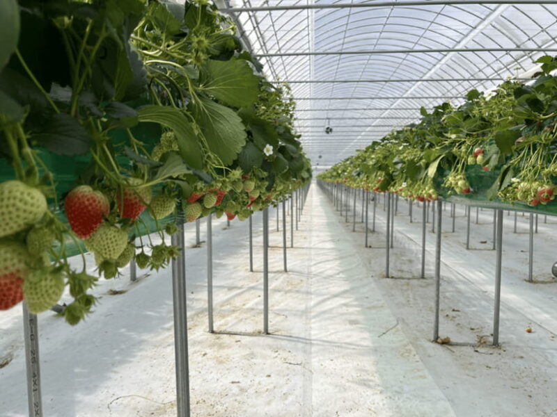 Seoul: Strawberry, Nami Island & Garden Of Morning Calm Tour - The Overall Value and Who Should Consider This Tour
