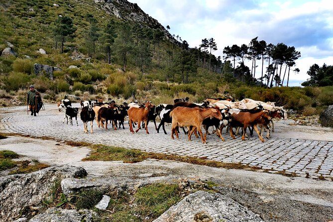 Serra da Estrela - Half-day off-road tour with cheese tasting - Insights from Reviews: Authenticity and Scenic Wonder