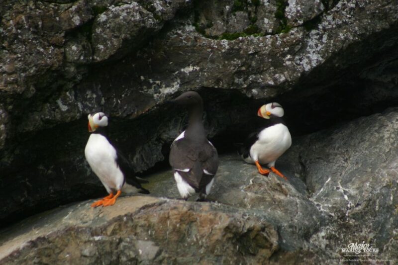 Seward: Kenai Fjords National Park Extended Cruise - The Experience in Perspective: Why Choose This Tour?