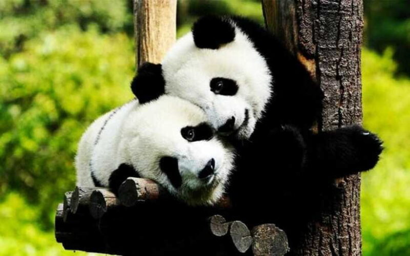 Shanghai: Zoo and Zhujiajiao Water Town Tour with Boat Ride - Transition to Zhujiajiao Water Town: Steps Back in Time