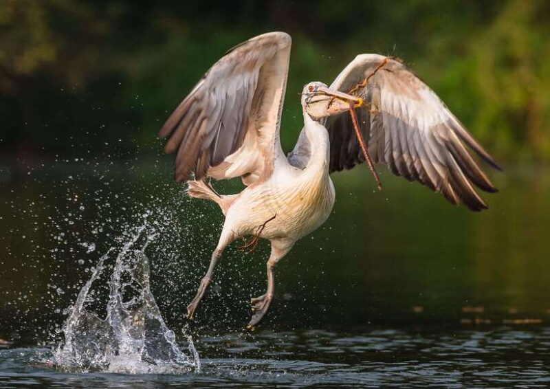 Siem Reap: Prek Toal Tonle Sap Biosphere Reserve Tour - The Birdwatching Experience: Real Expectations