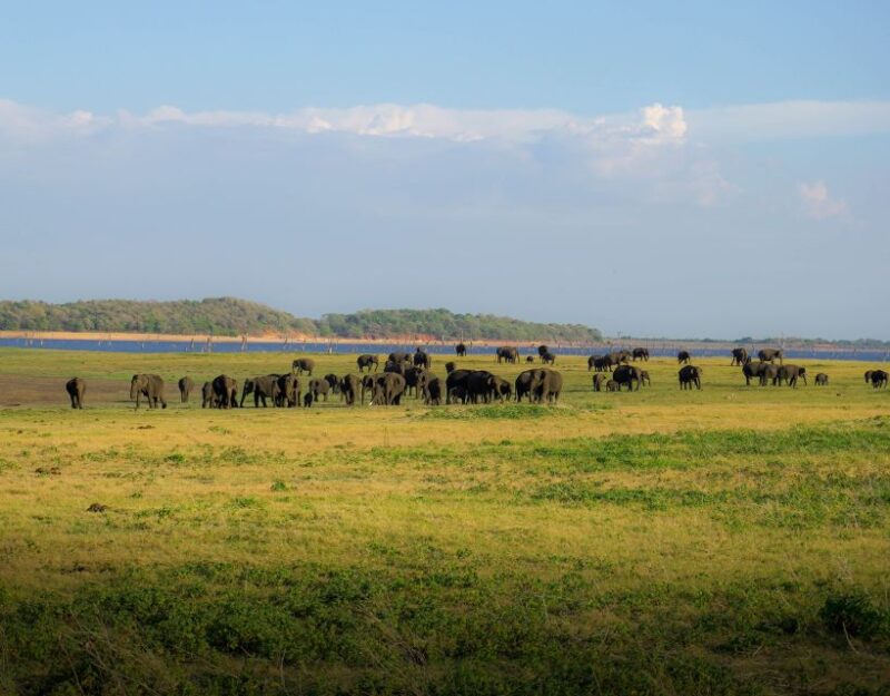 Sigiriya: Minneriya National Park Half Day Safari - Who Should Book This Safari?