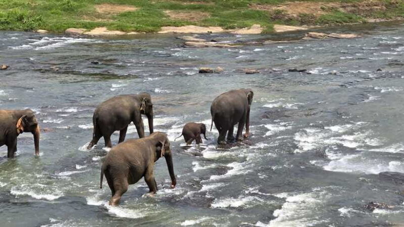 Sigirya's Wildlife Experience - The Safari at Minneriya National Park