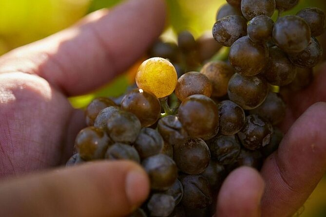Simple Visit to Discover the Domaine d'Arton - Final Thoughts