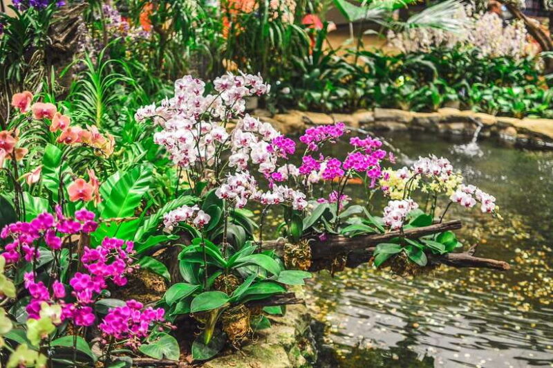 Singapore: National Orchid Garden Admission - Who Should Visit the National Orchid Garden?