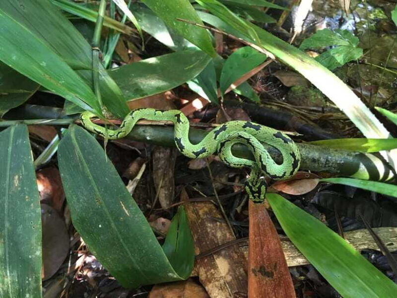 Sinharaja Rainforest: Day Trip From Galle or Bentota - FAQ