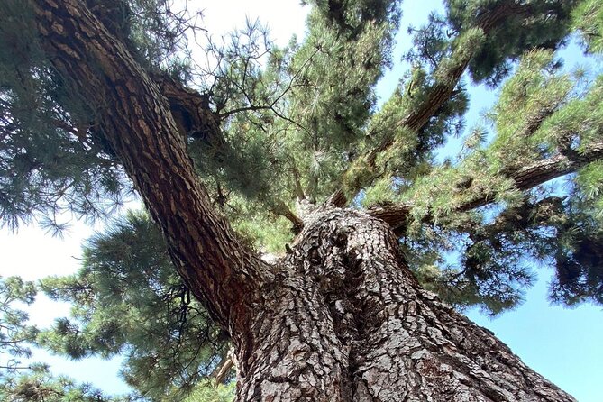 Small Group Teide National Park Volcanic and Forest Wonders - Final Thoughts