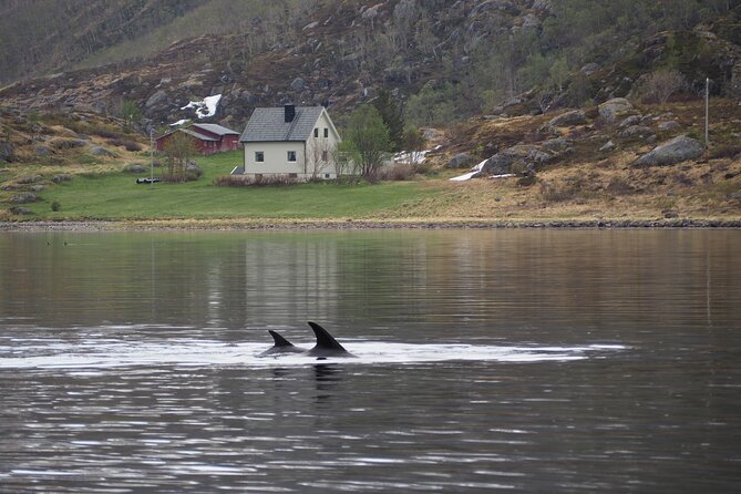 Small group Whale watching - Analyzing the Value and Experience