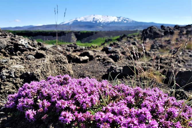 South Coast Private Day Tour - up to 9 passengers - Who Should Consider This Tour?