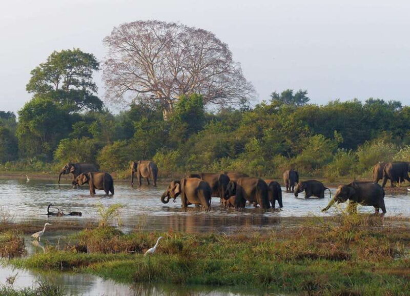 Sri Lanka 4-Day Tour Cultural Triangle, Rafting and Safari - Final Thoughts
