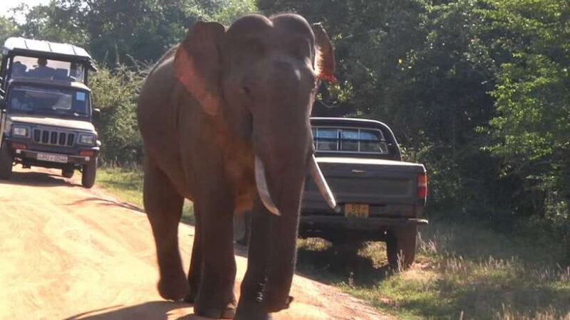Sri Lanka 5-Day Private Guided Tour - Final Thoughts: Who Will Love This Tour?