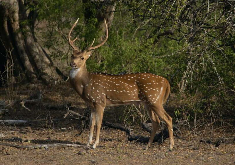 Sri Lanka Ancient Temple, Wildlife, Hill Country Train - The Sum Up
