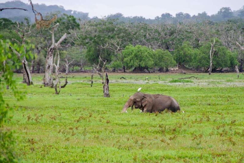 Sri Lanka Private 10-Day Round Tour Car, Guide, Hotels, Food - FAQ