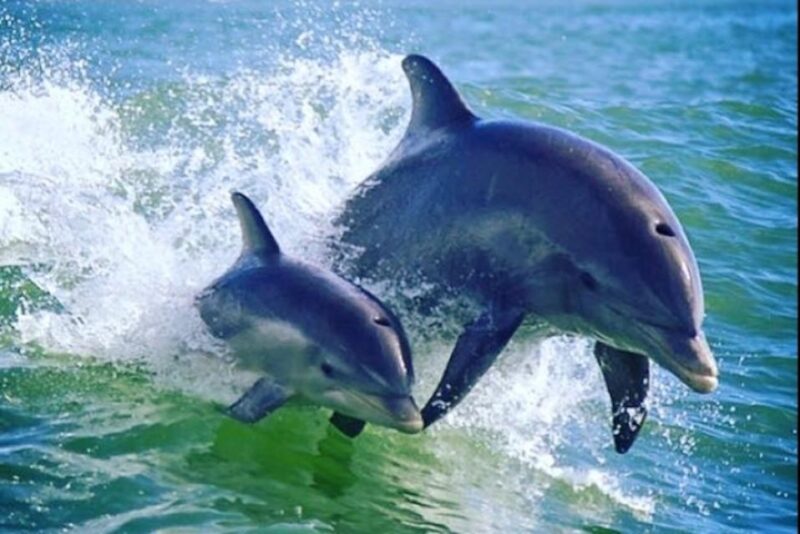 St. Pete Beach: Dolphin Racer Cruise by Speedboat - Why This Tour Offers Good Value