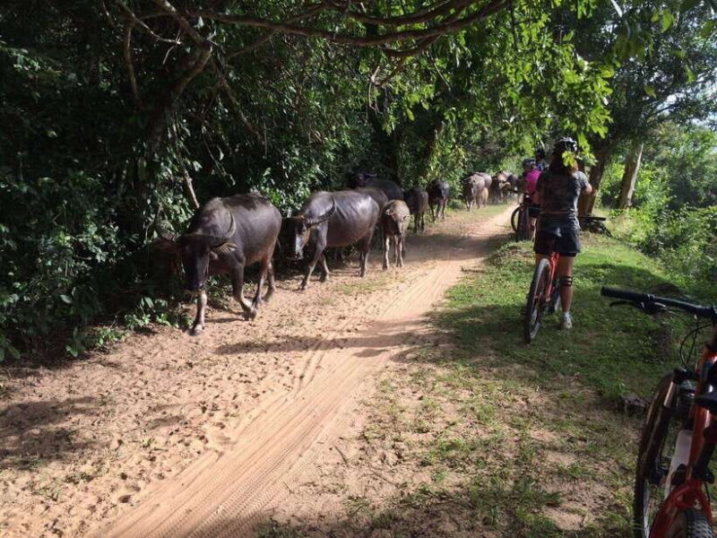 Sunrise Cycling Of Angkor Wat Temple - Returning and Reflection