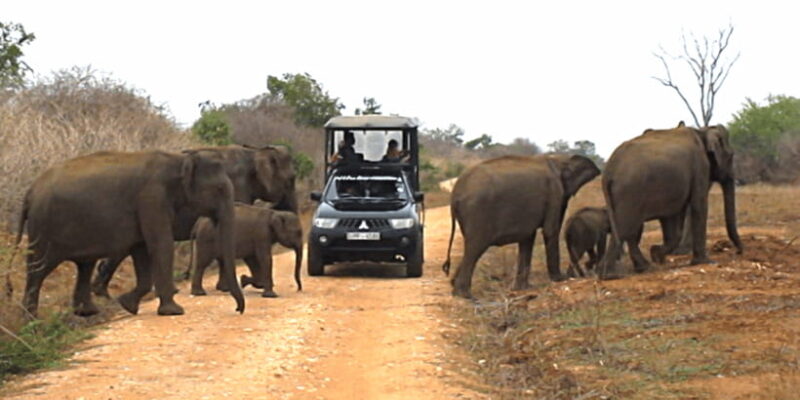 Tangalle/Hiriketiya: Udawalawa Safari & Elephant Transit Hom - The Sum Up
