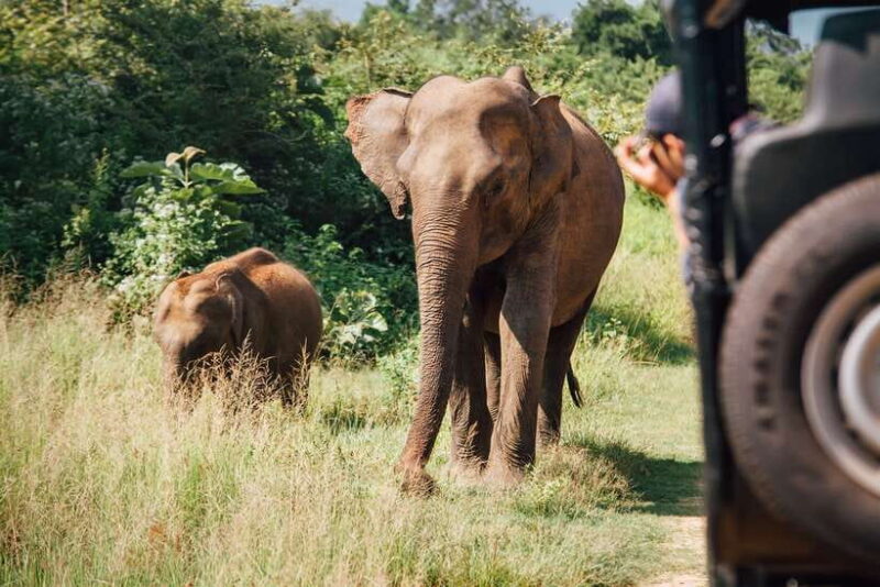 Tangalle/Hiriketiya: Yala National Park Safari in a 4x4 - What the Reviews Say