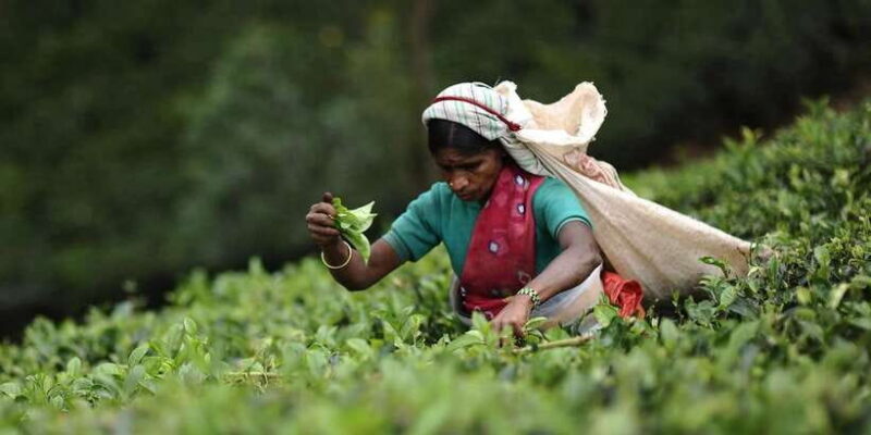 Tea Plucking and Tea Factory: Visit from Kandy - Key Points
