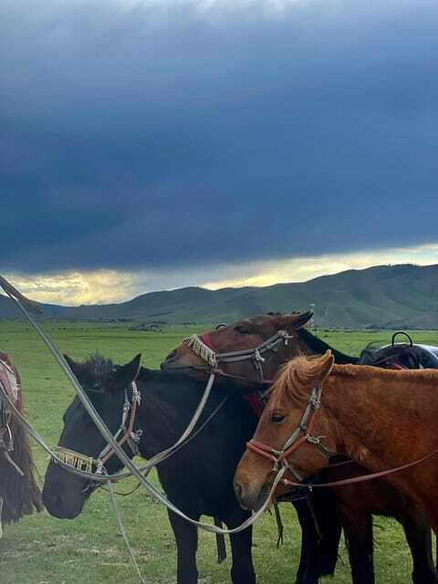 Terelj national park transport /Best price tour - Who Will Appreciate This Tour?