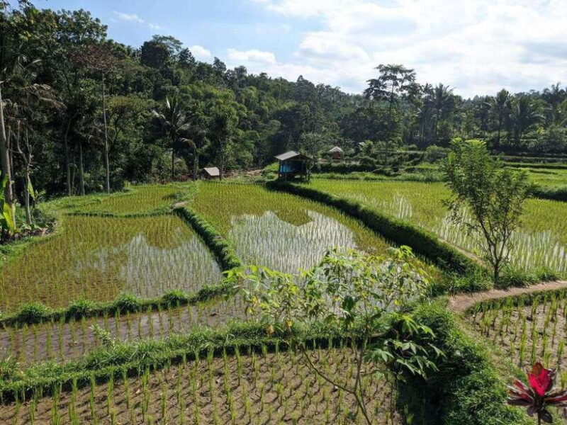 Tetebatu: Privat Tour Rice Terrace, Waterfall, Monkay forest - FAQ