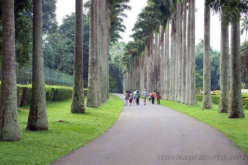 Three Temples Loop In Kandy Day Tour By Tuk Tuk - Frequently Asked Questions