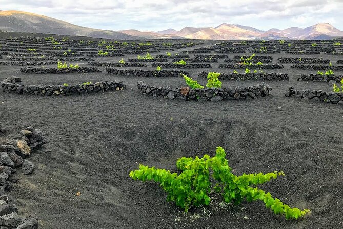 Timanfaya & Lanzarote Volcano Experience - Guided Expertise: Making the Most of Your Day